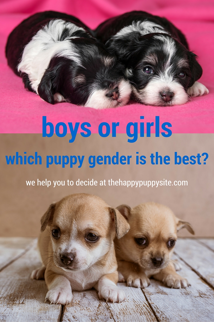 Puppy Search 14 Should I Choose A Male Or Female Puppy Puppy Search 14 Should I Choose A Male Or Female Puppy