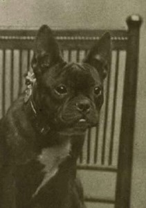 French Bulldog Breed Information Center - The Complete Frenchie Guide