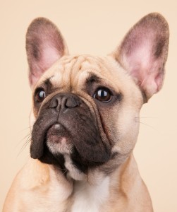 French Bulldog Breed Information Center - The Complete Frenchie Guide