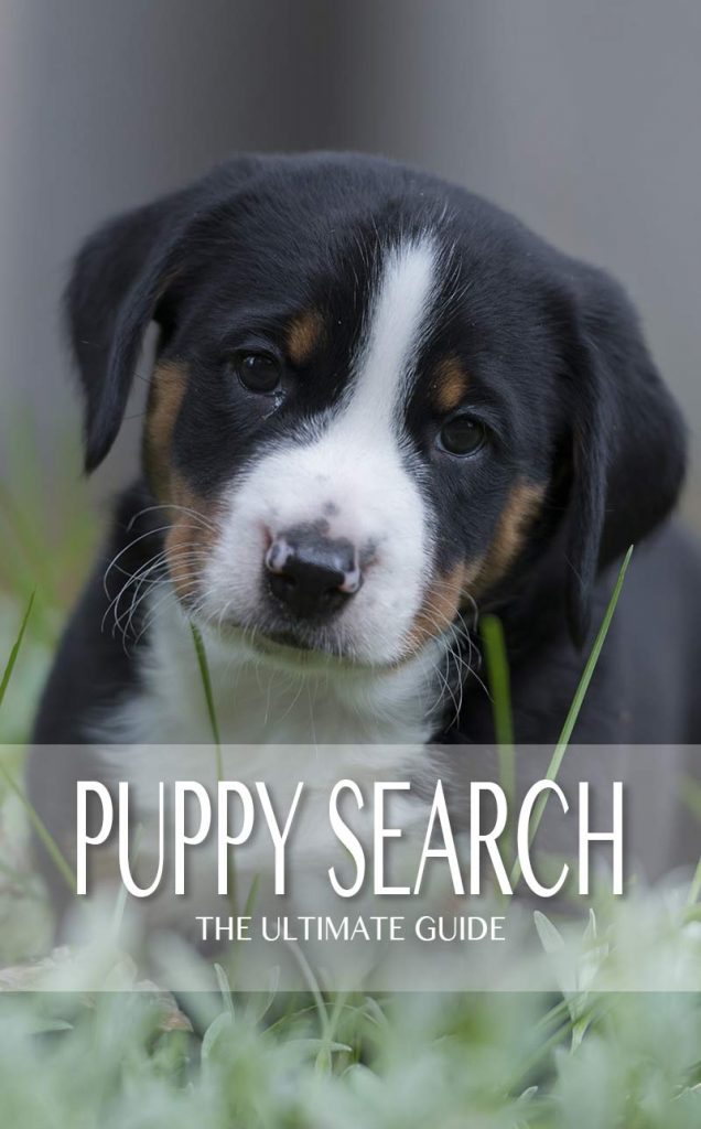 Puppy Search - A Step By Step Guide To The Puppy Of Your Dreams