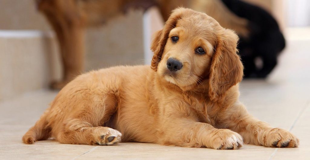 Puppy Search - A Step By Step Guide To The Puppy Of Your Dreams
