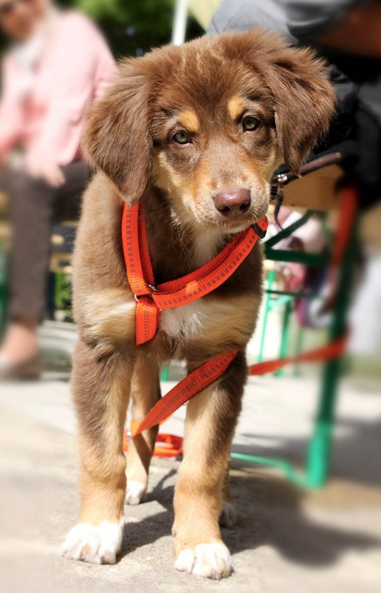 Puppy Search - A Step By Step Guide To The Puppy Of Your Dreams