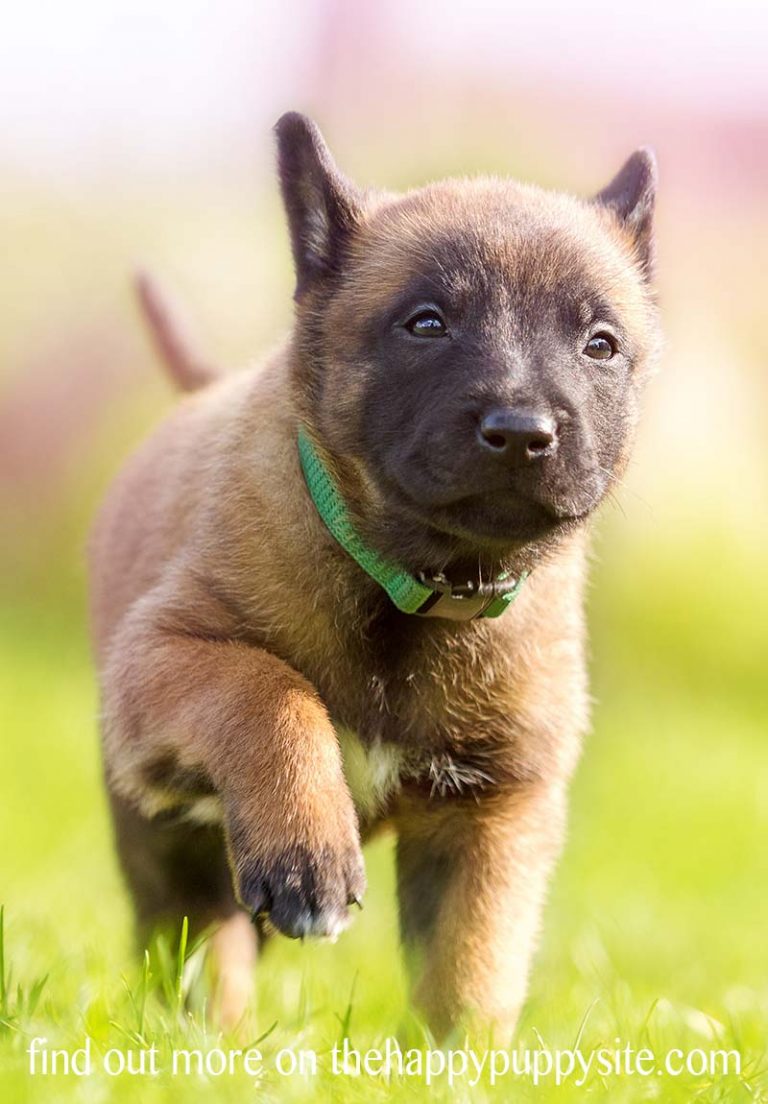 Puppy Search - A Step By Step Guide To The Puppy Of Your Dreams