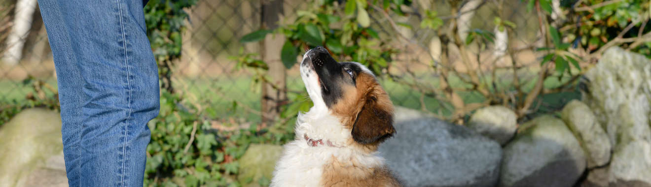 3 ways to train your puppy to sit - The Happy Puppy Site