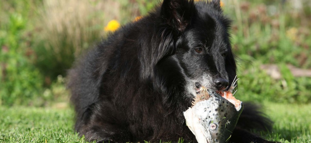 9 Great Ideas For Natural Raw Dog Food 9-great-ideas-for-natural-raw-dog-food