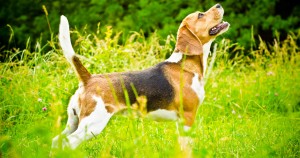 Full Grown Beagle Pros, Cons, Size, Weight and Growth
