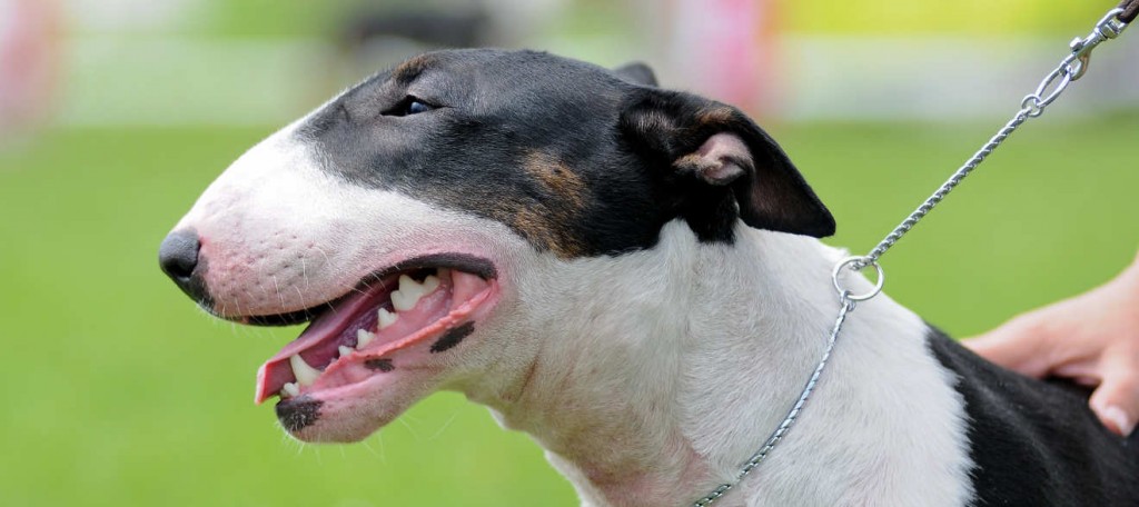 Bull Terrier Dog Breed Information Center