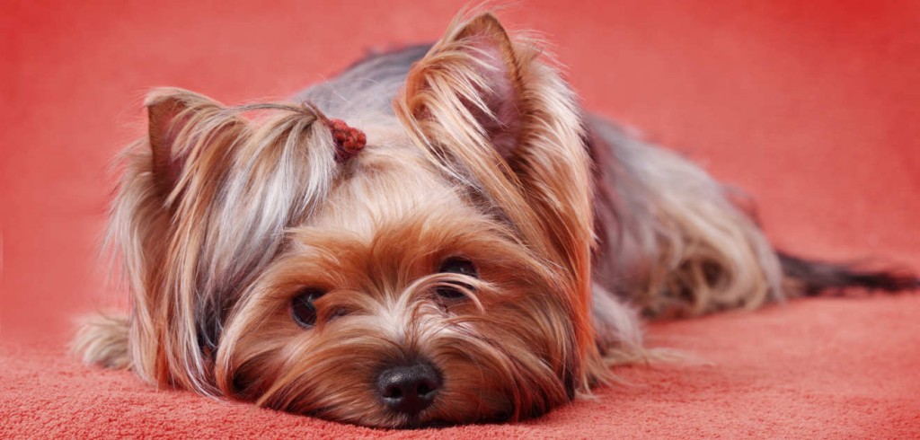 Yorkie - A Complete Guide To The Yorkshire Terrier Dog Breed