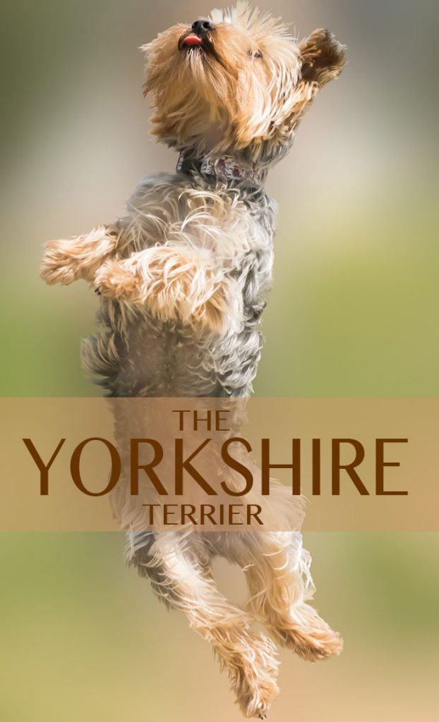 Yorkie Breed Guide