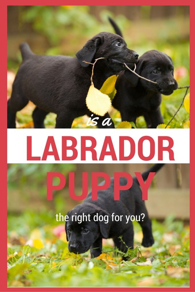 The Labrador Retriever Dog Breed Information Center