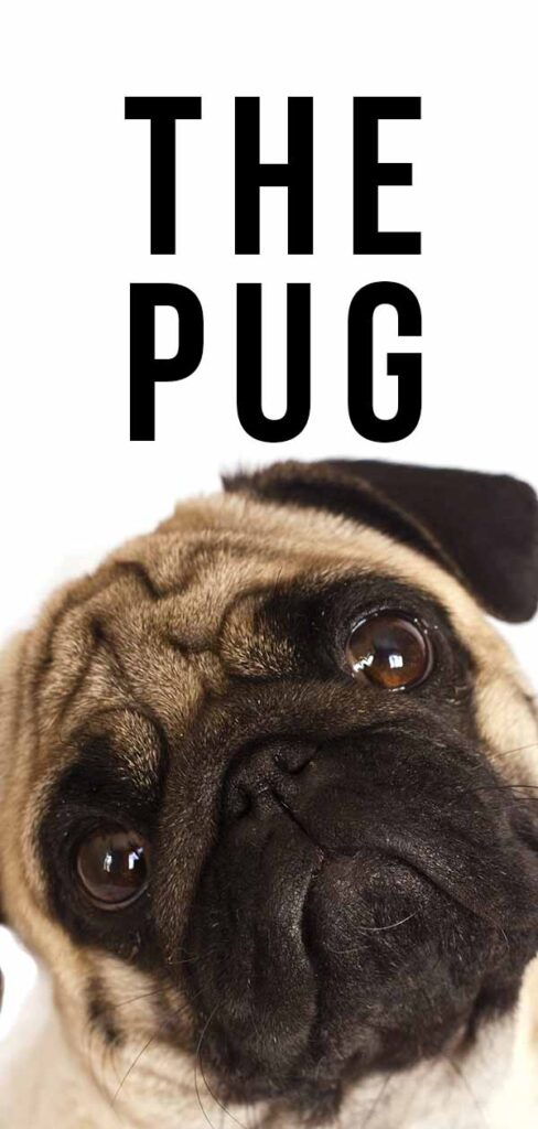 Pug Dog Breed Information Center; A Complete Guide To The Pug
