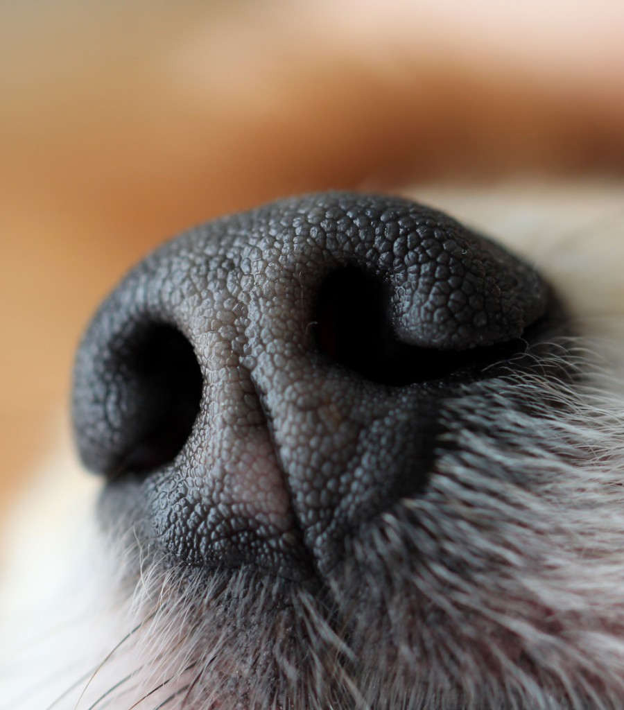 Dog Breeds - 8 Things to Avoid When Choosing Your Puppy