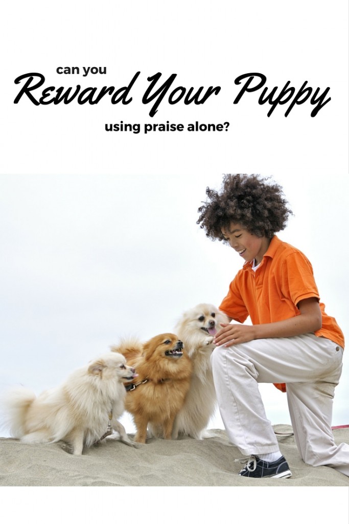 How to Use and Choose Effective Rewards to Train Your Puppy or Dog ...