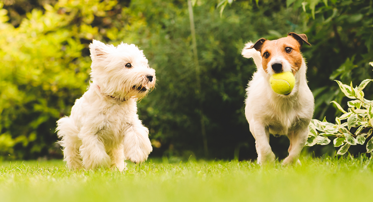 Dog Training: Obedience, Good Manners And Fun