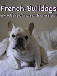French Bulldog Breed Information Center - The Complete Frenchie Guide
