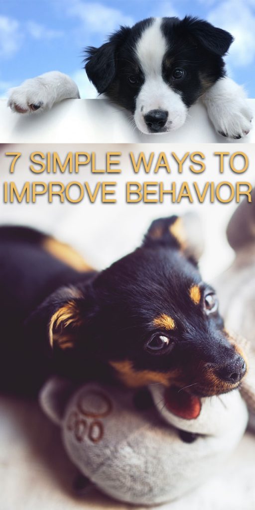 7 Ways to Improve Your Dog's Behavior in a Week - The Happy Puppy Site