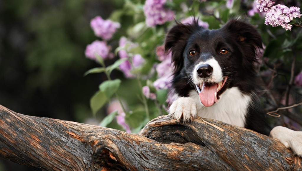 Puppy Training Information, Tips and Advice