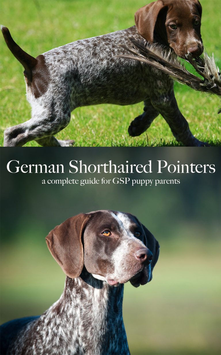 German Shorthaired Pointer Breed Information Center: A GSP Dog Guide