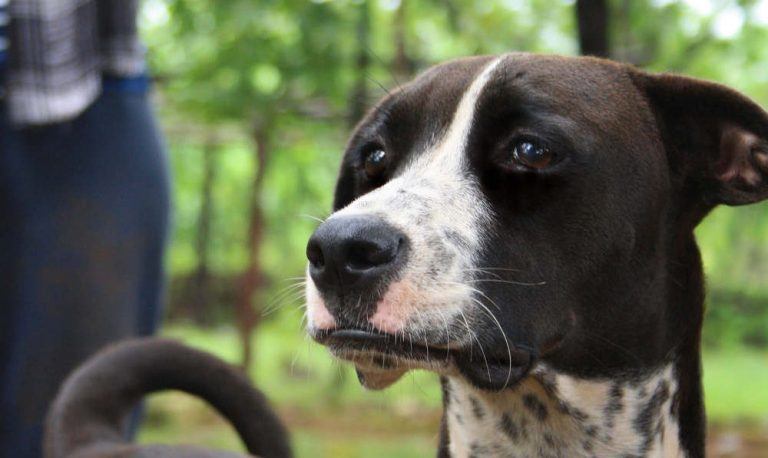 Over Excited Dog: How Understanding Behavior Thresholds Can Help You ...