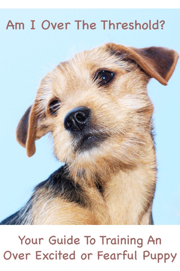 Over Excited Dog: How Understanding Behavior Thresholds Can Help You ...