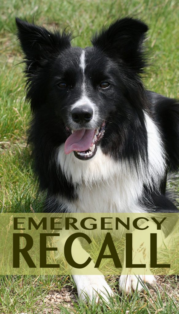Teach Your Dog The Emergency Recall - The Happy Puppy Site