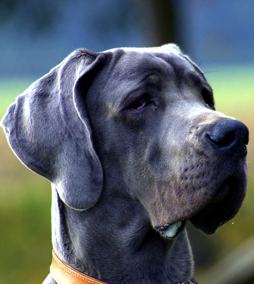 How Long Do Dogs Live A Complete Guide To Canine Life Span The Happy How Long Do Dogs Live A Complete Guide To Canine Life Span The Happy