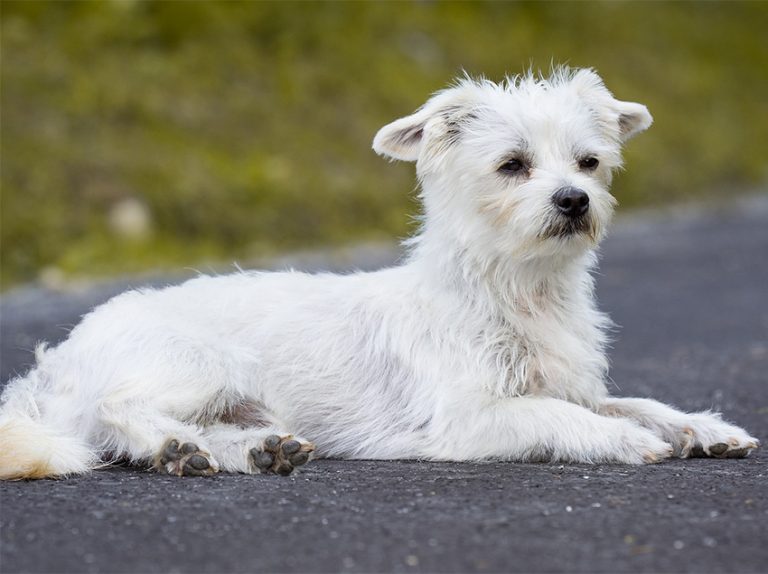 Maltese Dog Breed Information Center: The Ultimate Fluffy White Puppy