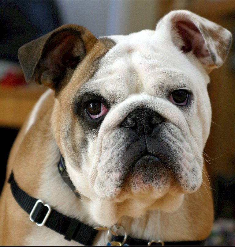 English Bulldog Breed: A Complete Guide