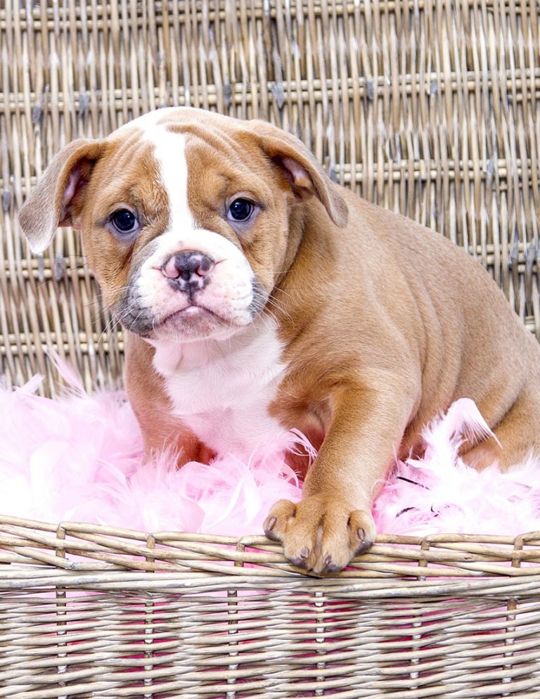 English Bulldog Breed: A Complete Guide