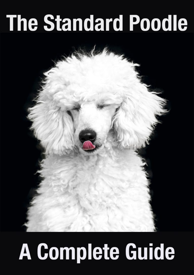Standard Poodle Information - A Complete Guide To An Intelligent Dog