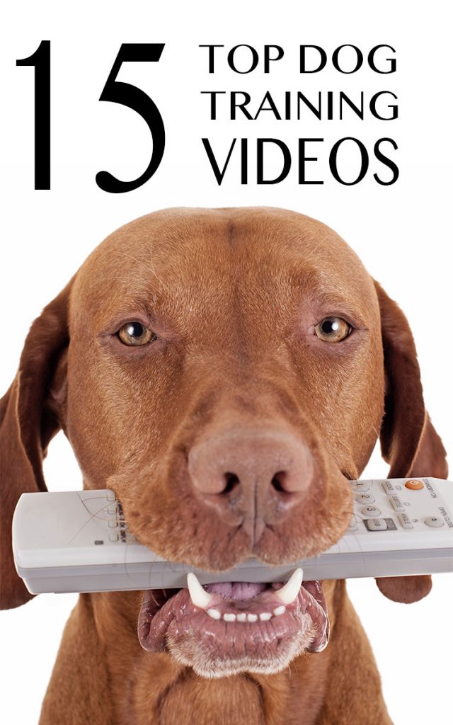 15 Free Top Quality Dog Training Videos - Selected By Pippa Mattinson