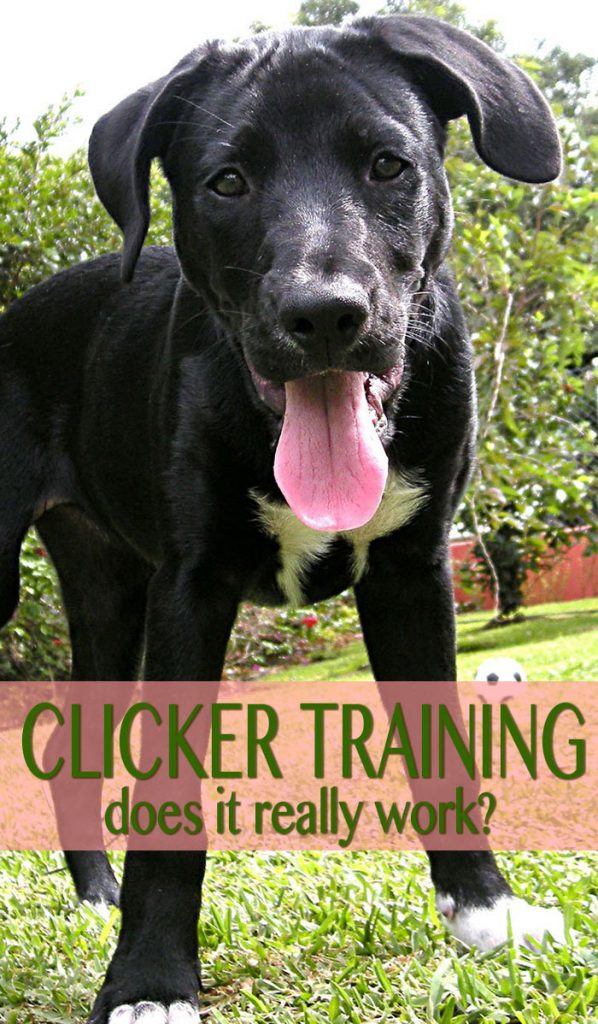 How Does Clicker Training Work - The Happy Puppy Site