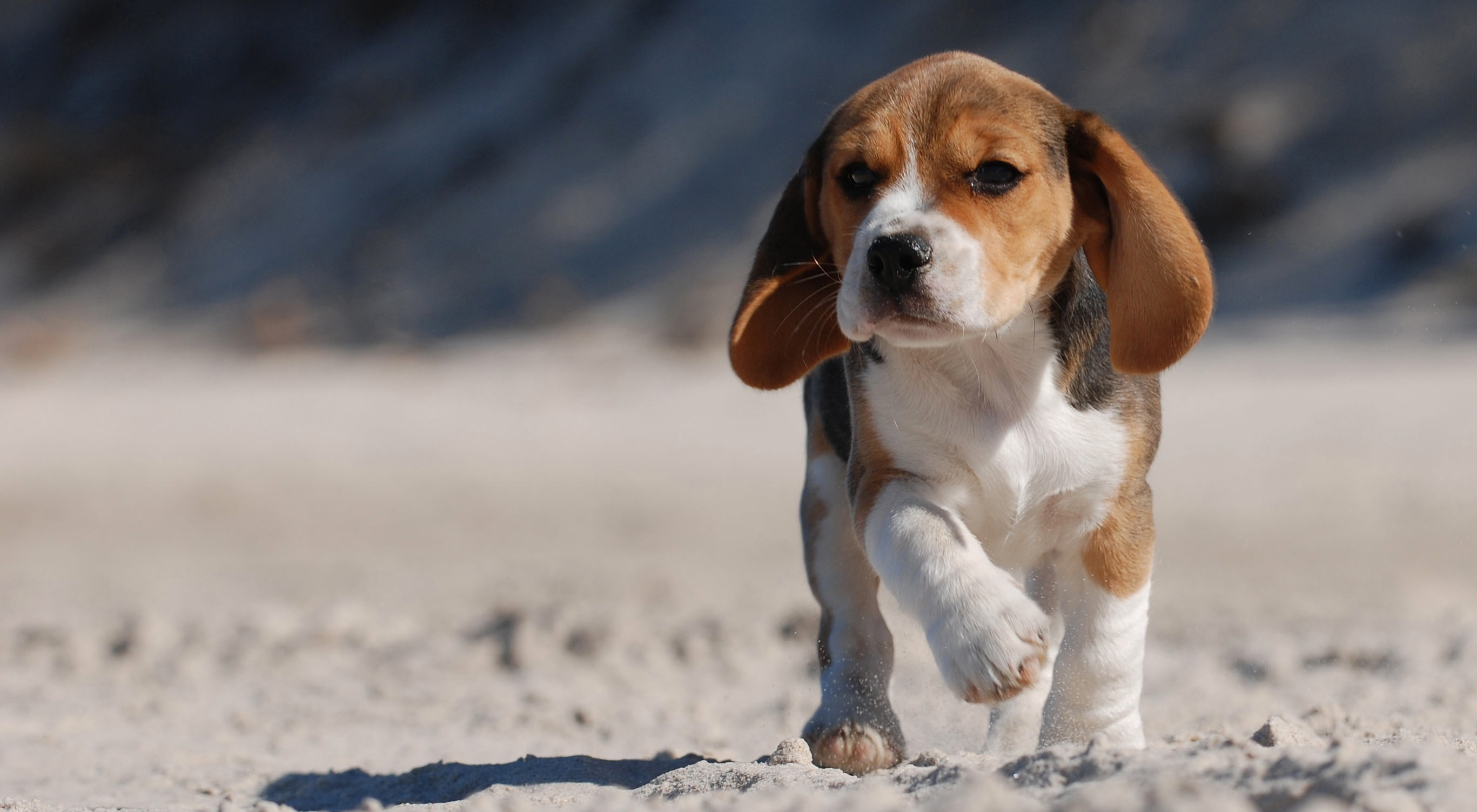 How Many Types Of Dog Are There