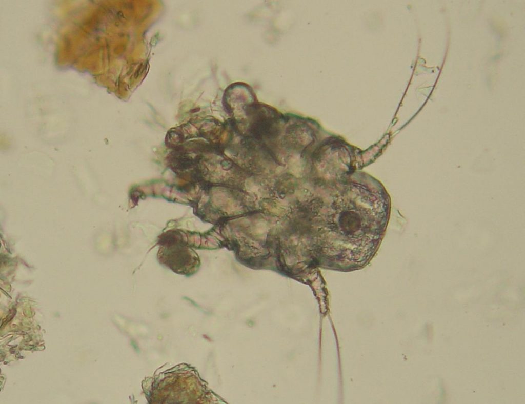 Ear Mites In Dogs - Causes, Symptoms And Treatment