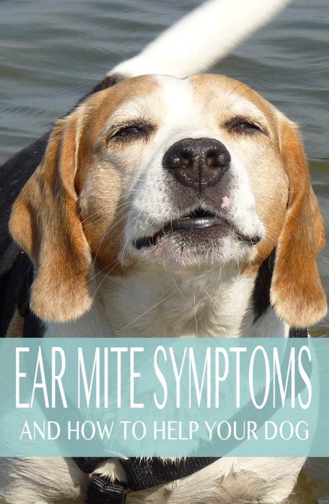 Ear Mites In Dogs - Causes, Symptoms And Treatment