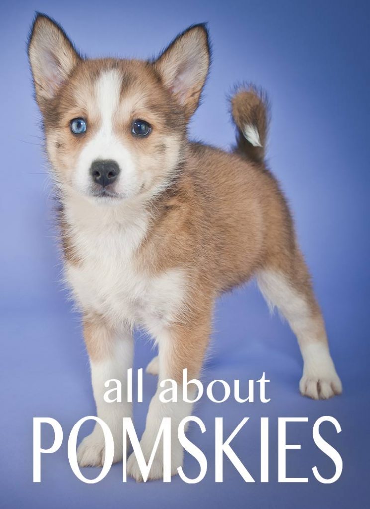 Pomsky Dog Breed Information - A Guide To The Husky Pomeranian Mix
