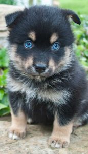 Pomsky Dog Breed Information - A Guide To The Husky Pomeranian Mix