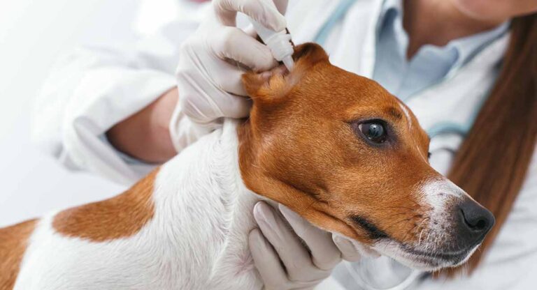 Ear Mites In Dogs - Causes, Symptoms And Treatment