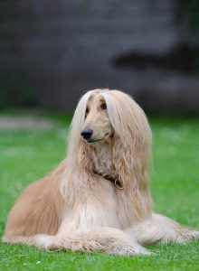 Long Face Dog – Dolichocephalic Dog Breeds
