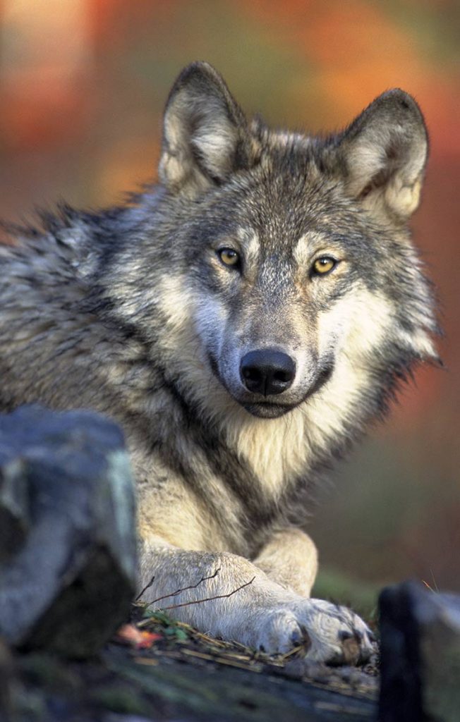 Long Face Dog – Dolichocephalic Dog Breeds