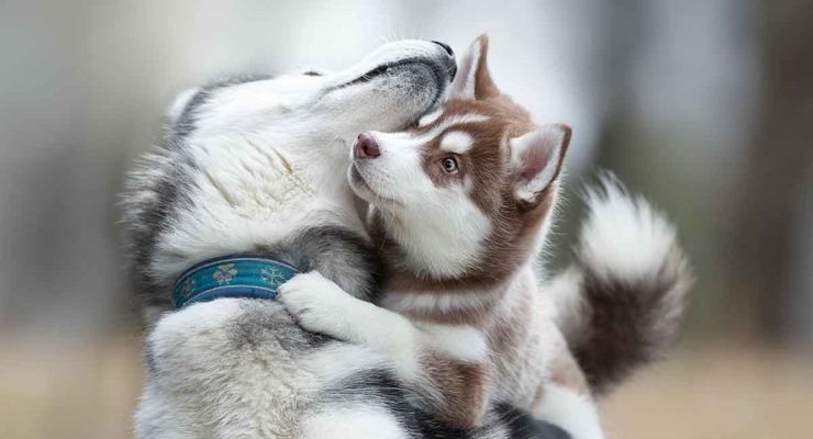 Husky Names - Great Name Ideas For Siberian and Alaskan Huskies