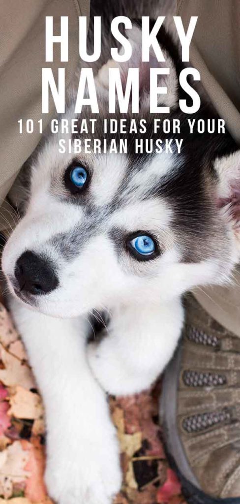 Husky Names - Great Name Ideas For Siberian and Alaskan Huskies