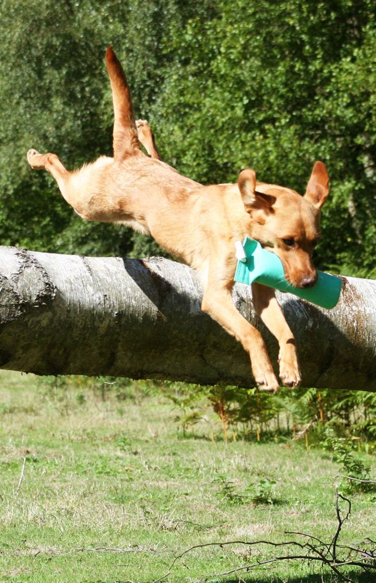 How To Teach A Dog To Jump - With Safety and Training Tips