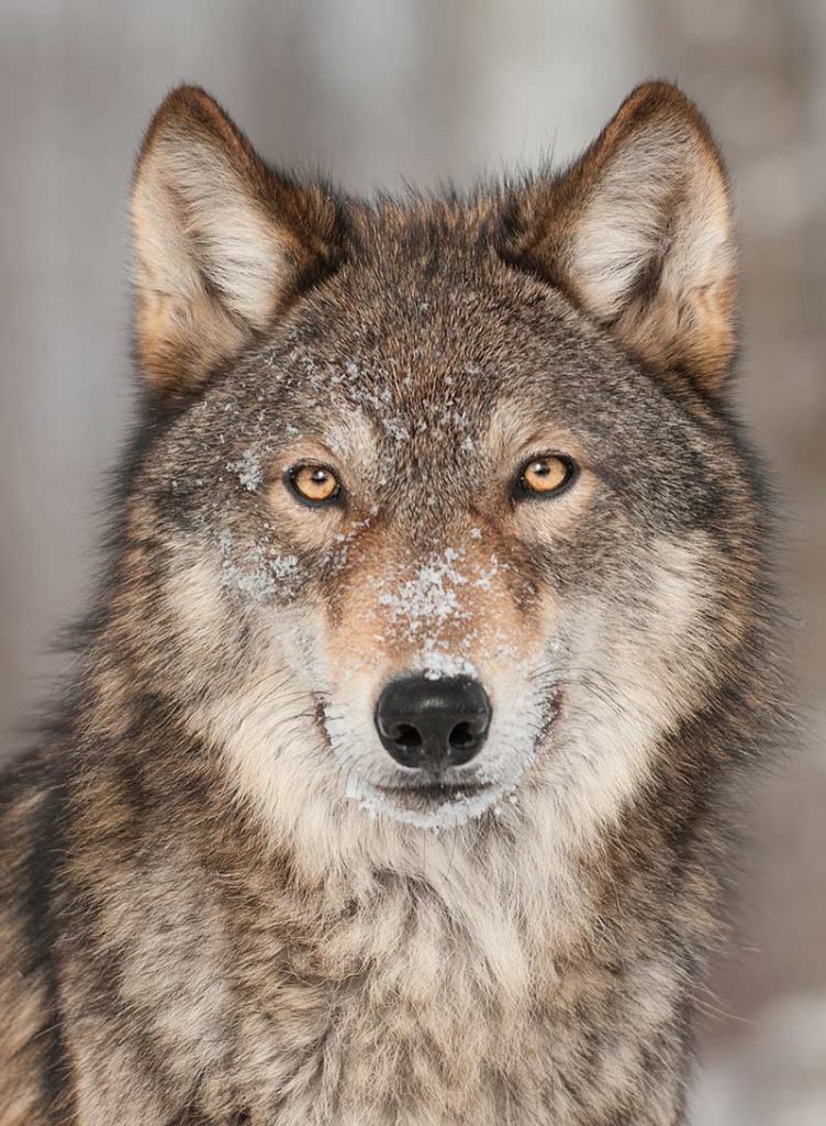 Dog Conformation – Definition, Purpose, and Problems - Vital Vet