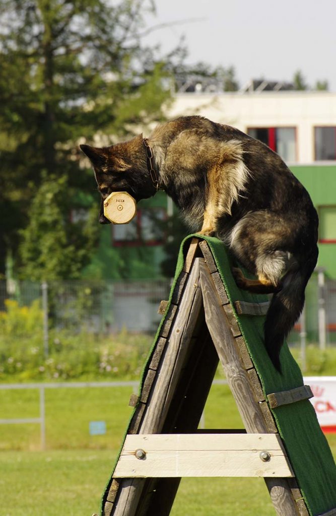 How To Teach A Dog To Jump - With Safety and Training Tips