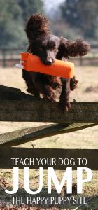 How To Teach A Dog To Jump - With Safety and Training Tips