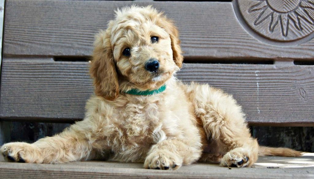 Planning A Puppy - How To Make It Happen - The Happy Puppy Site