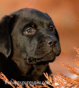 What To Look For When Buying A Puppy - The Happy Puppy Site