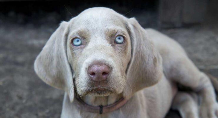 Weimaraner Dog Breed Information Center: A Complete Guide