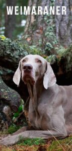 Weimaraner Dog Breed Information Center: A Complete Guide